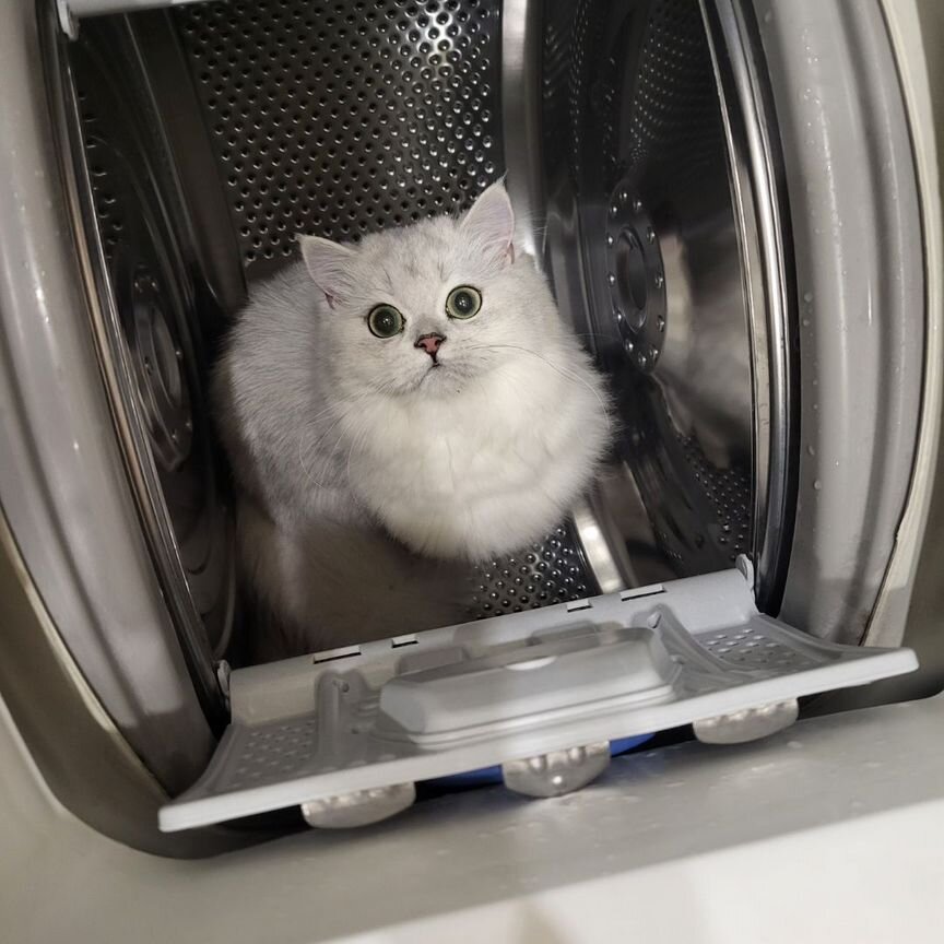 Шотландская кошка