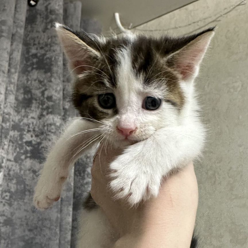 Мейн-кун котёнок