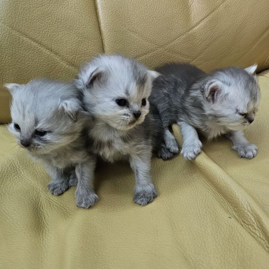 Персидский котёнок