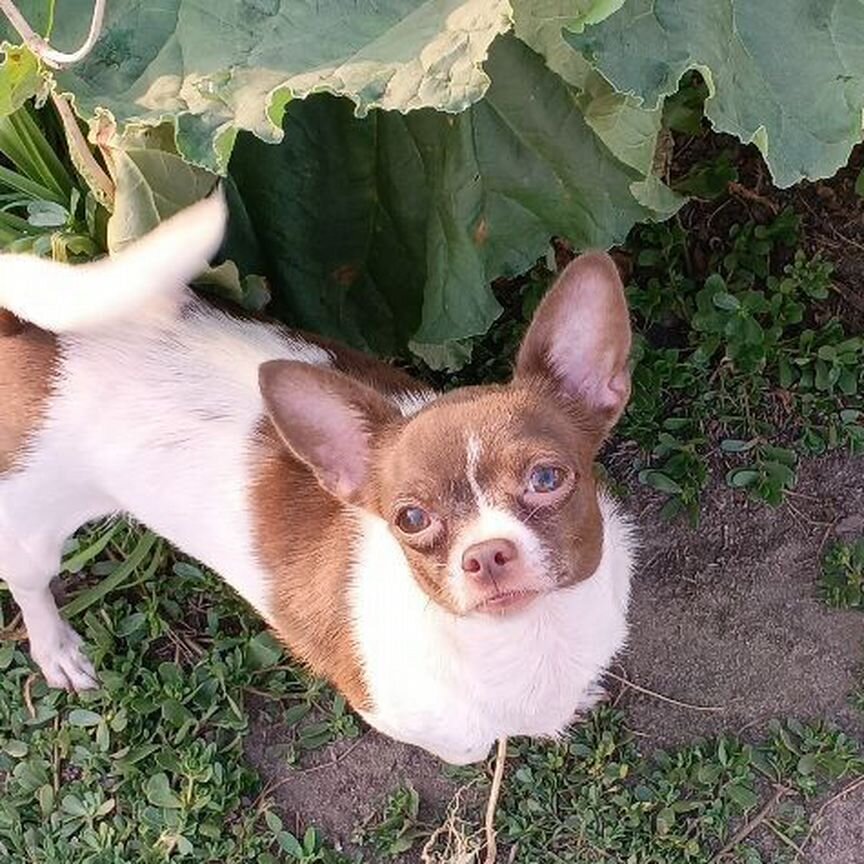 Чихуахуа девочка 3 года. Повязанная