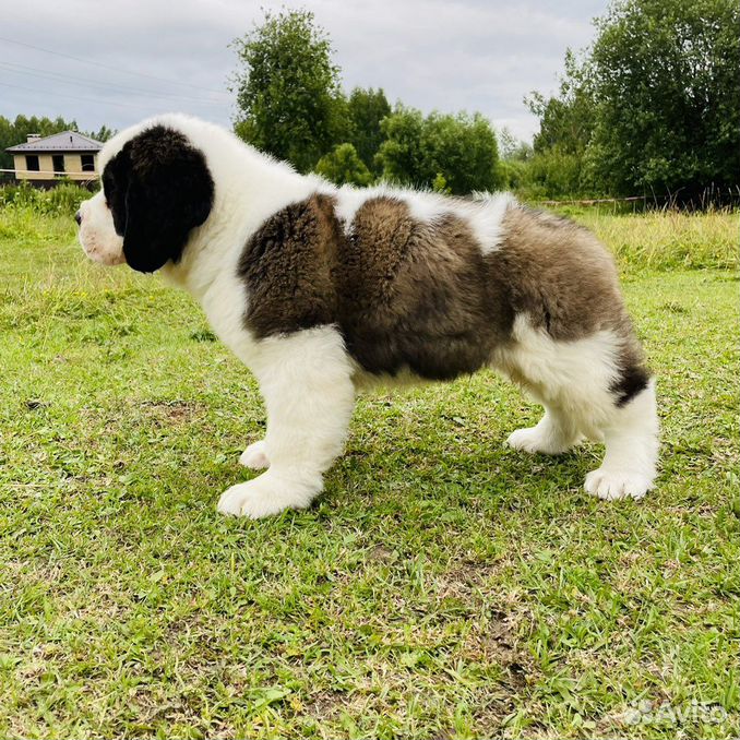 Сенбернар щенок