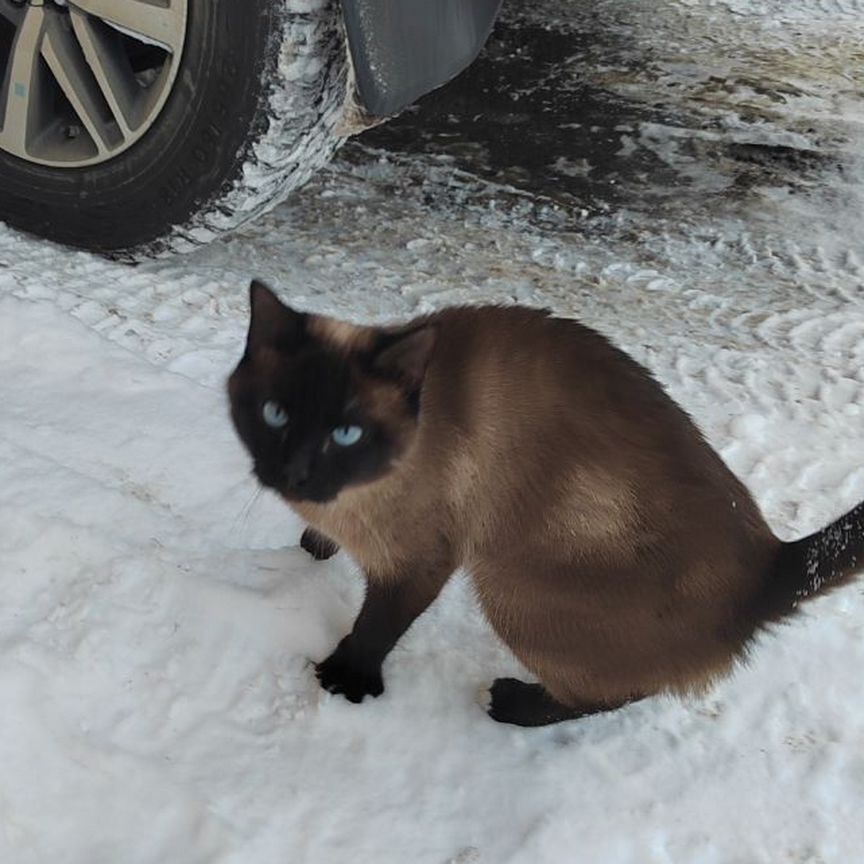 Сиамская, взрослая кошка