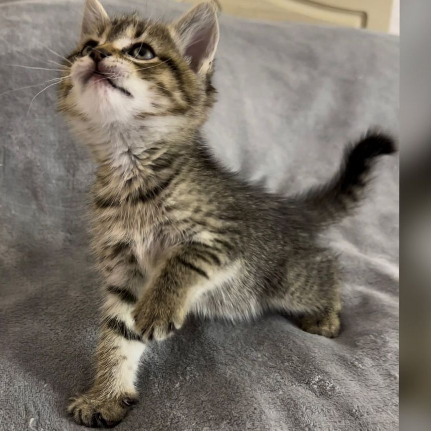 Котенок мальчик