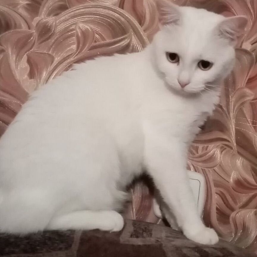 Турецкая ангора котёнок