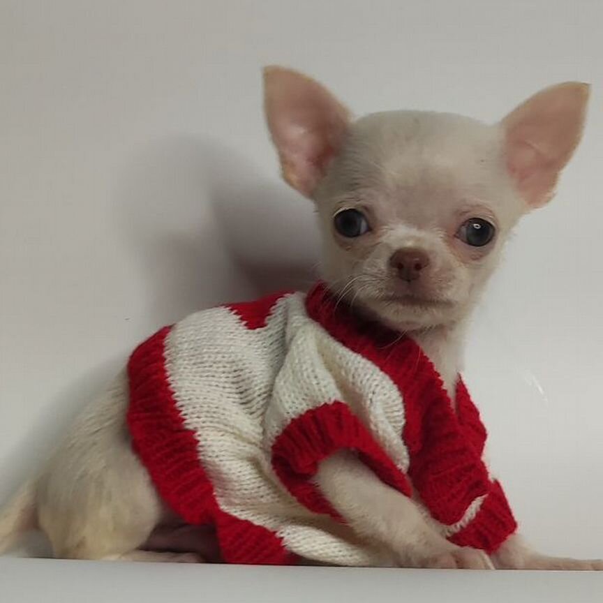 Чихуахуа крошка на ладошке