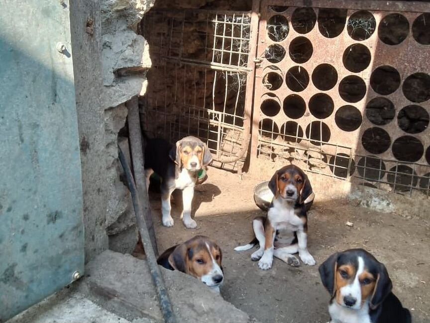 Эстонская гончая щенки