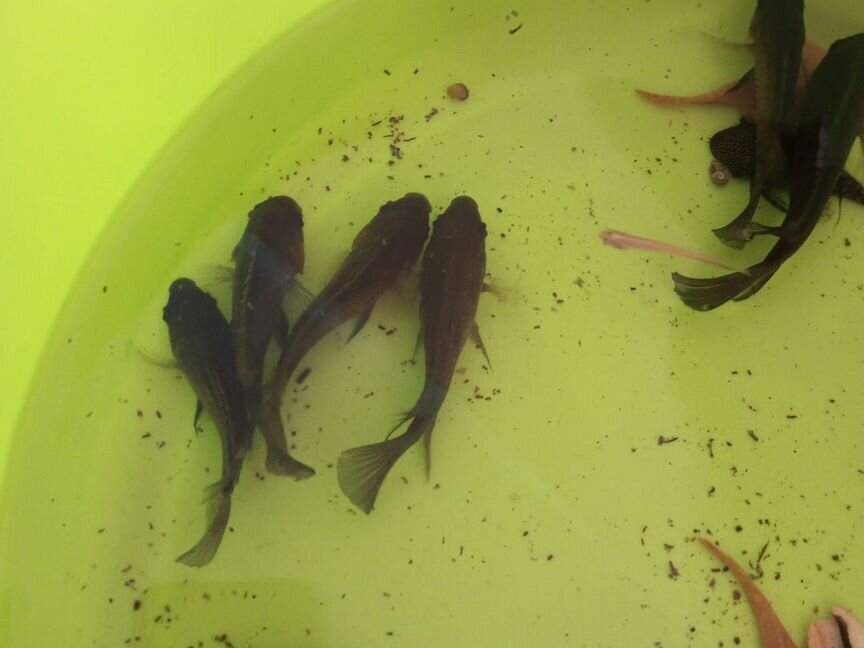 Рыбки цихлиды