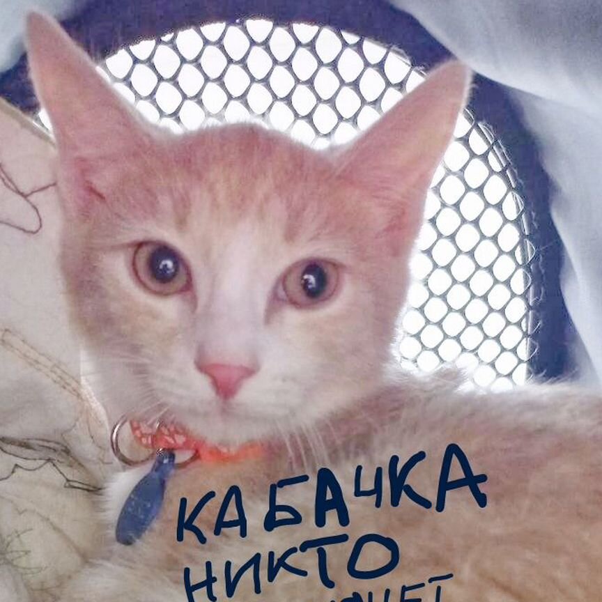 Котенка никто не хочет