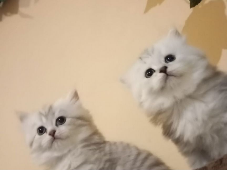 Британские котята