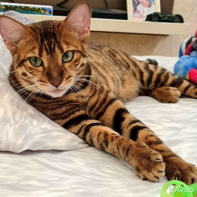 Тойгер котята