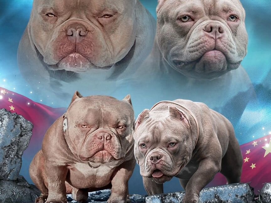 Американский булли micro щенки