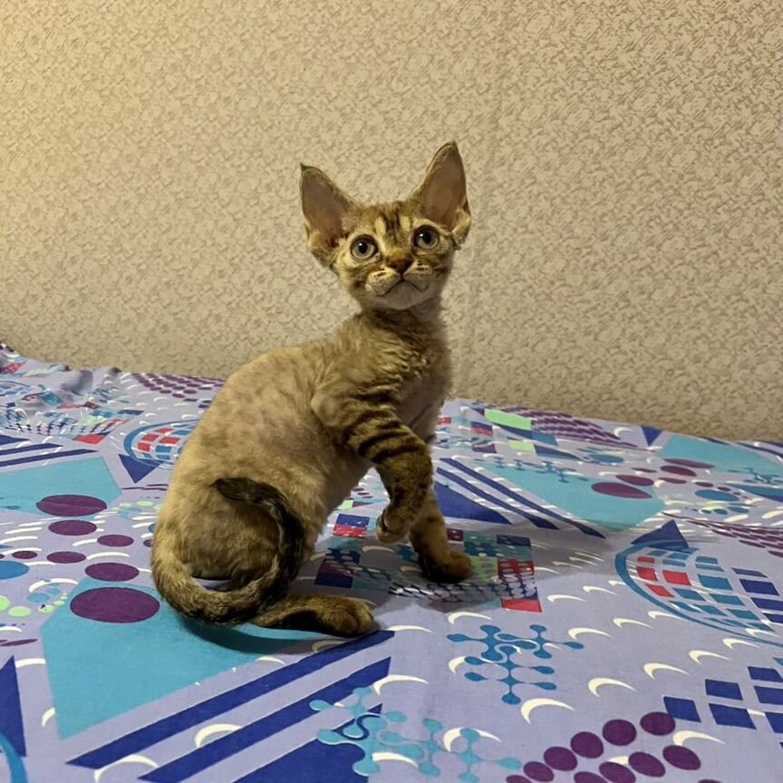 Девон-рексики