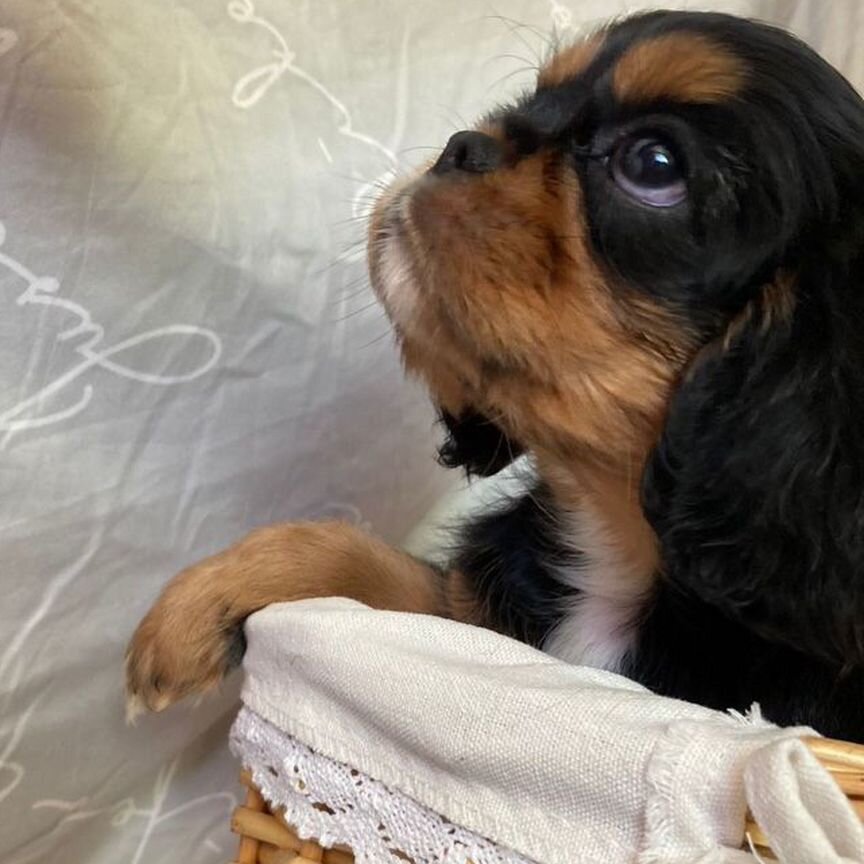 Кавалер кинг-чарльз-спаниель, щенок