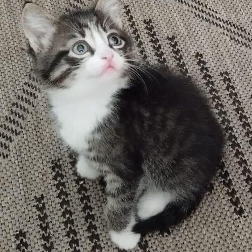 Котёнок в добрые руки