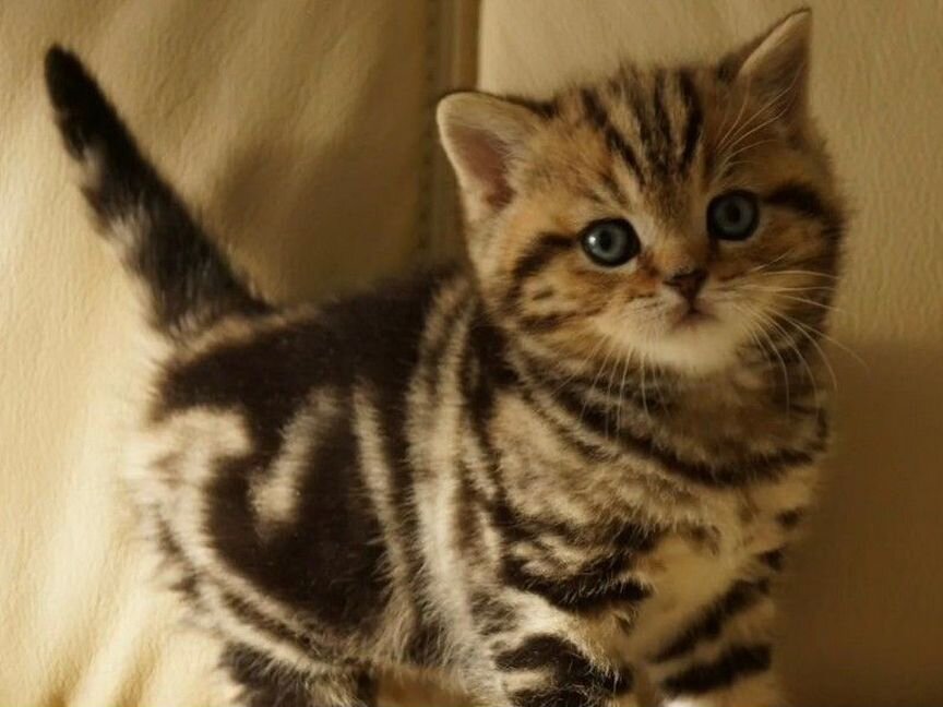 Котики