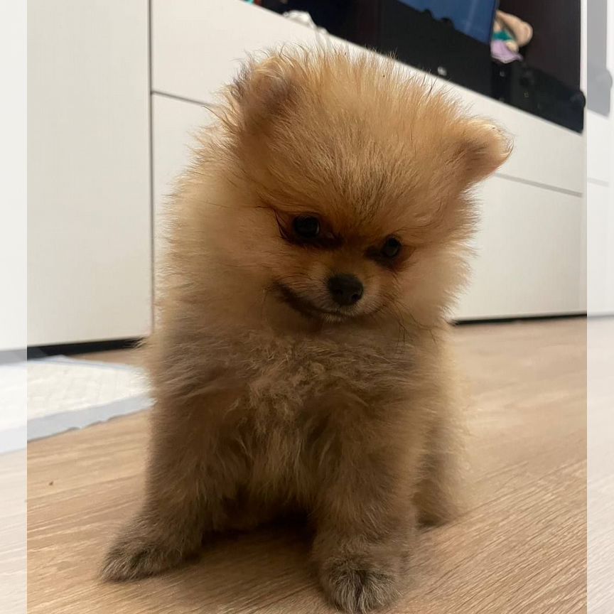 Померанский шпиц, щенок