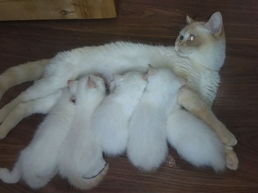 Мальчики 1,5 месяца