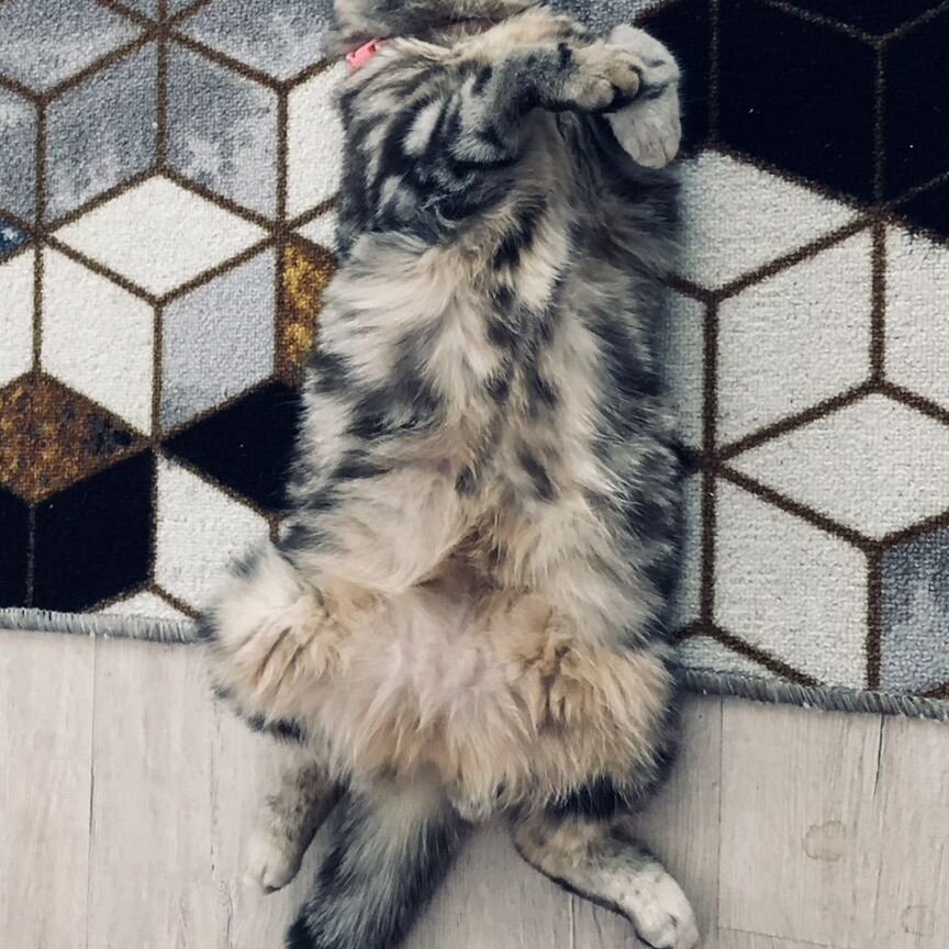 Шотландские