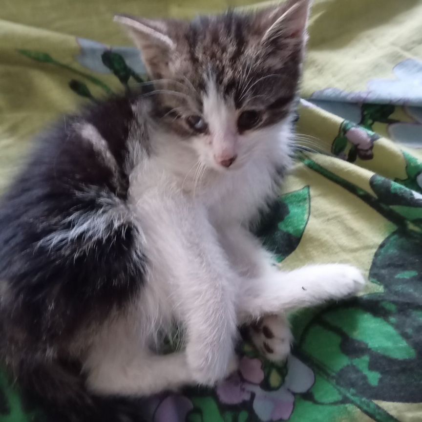 Котёнок в добрые руки