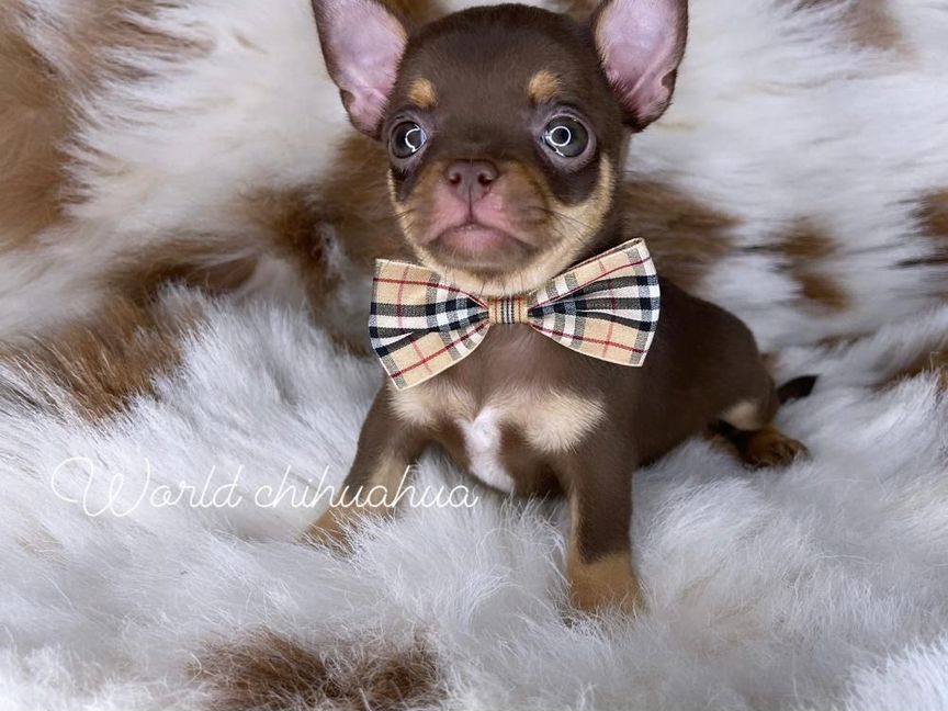 Мальчишка Шоколадный подпал