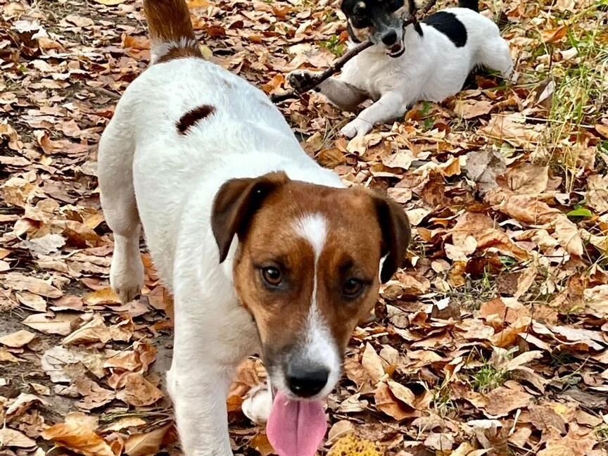 Джек Рассел терьер