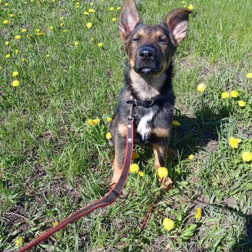 Умничка девочка Мушу