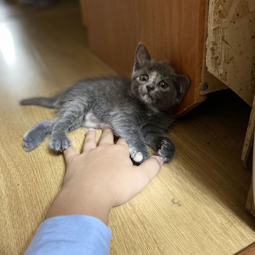 Котята в офигенные руки