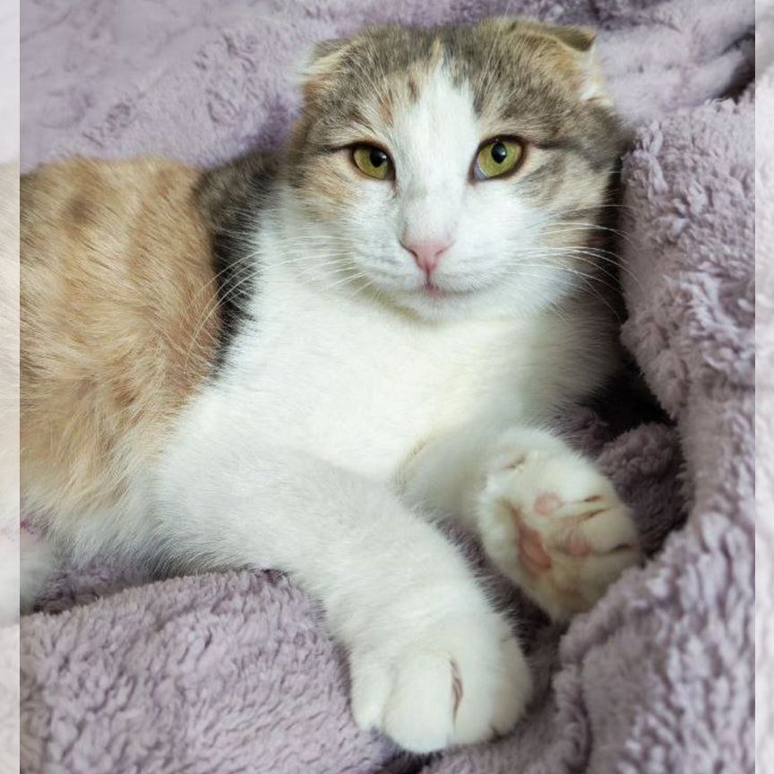 Шотландская вислоухая короткошёрстная, взрослая кошка