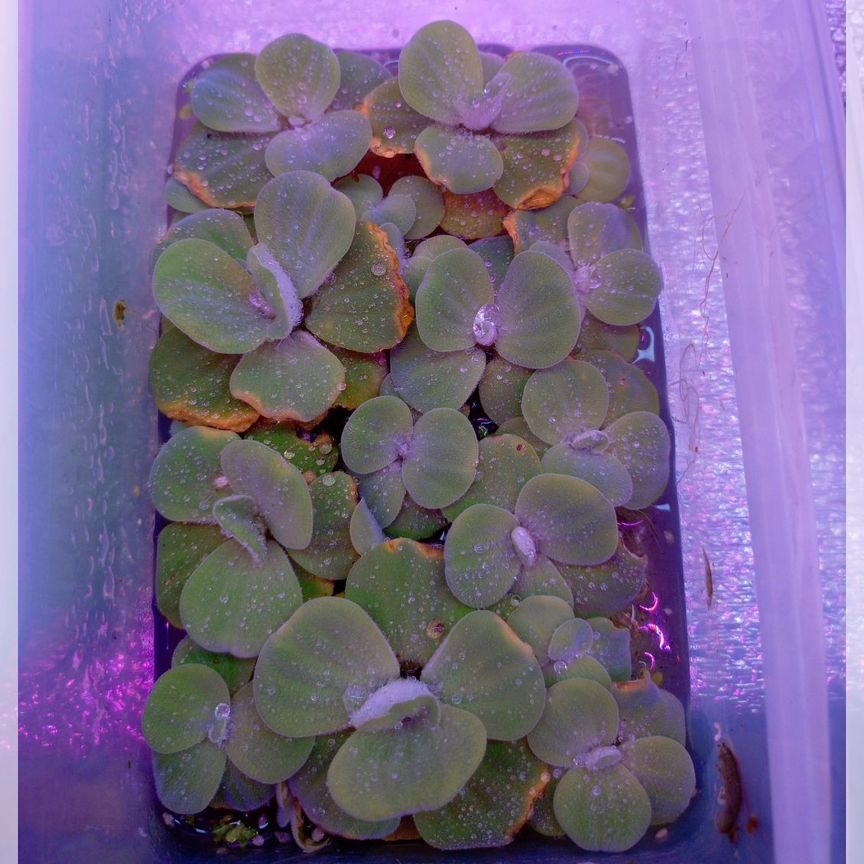 Аквариумные растения