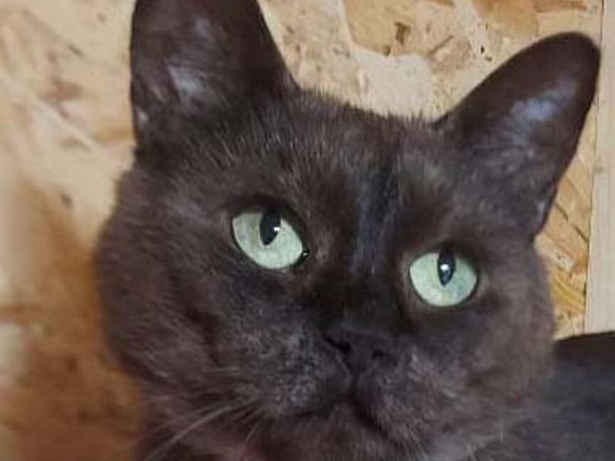 Котик-отказник из приюта, в дар