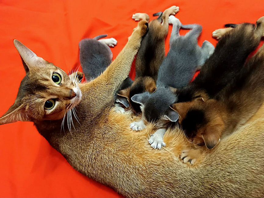 Абиссинские котята (цена указана за бронирование)