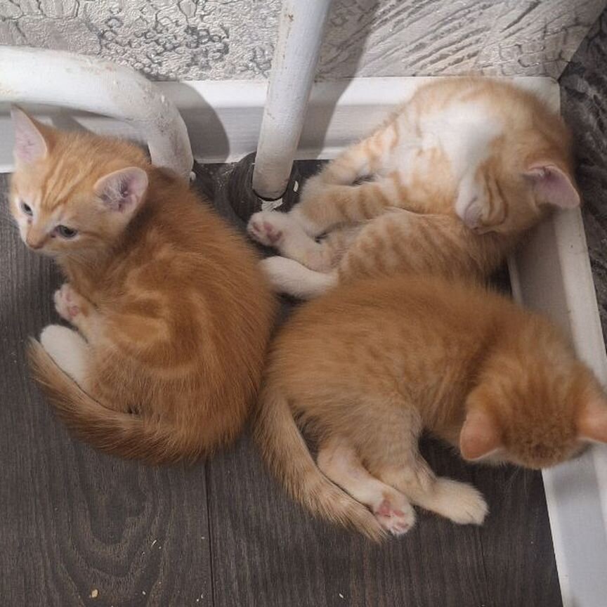 Сибирский котёнок