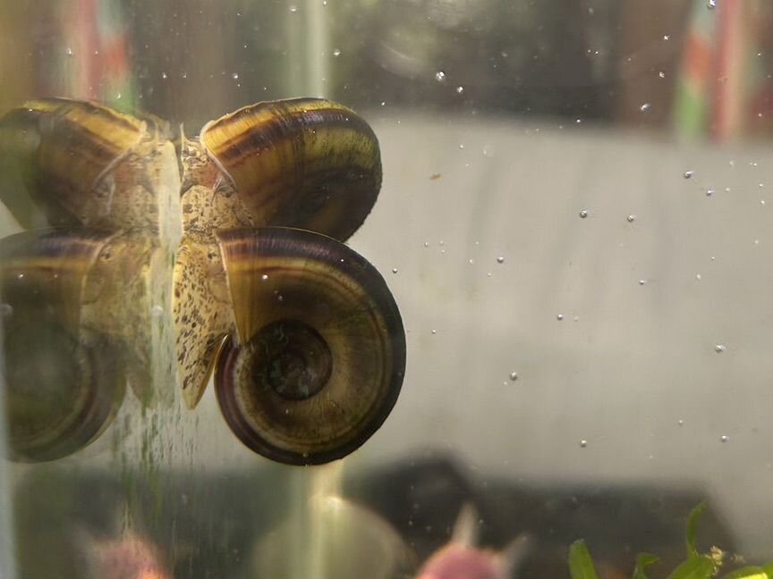 Улитки аквариумные Мариза, бесплатно