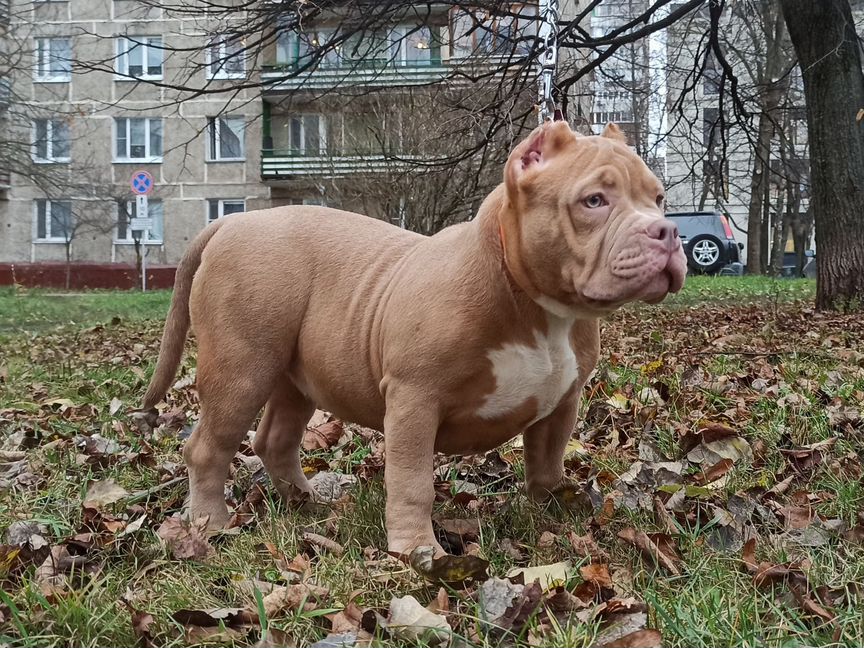 Щенки американского булли