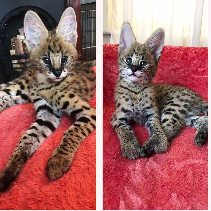 Саванна котята