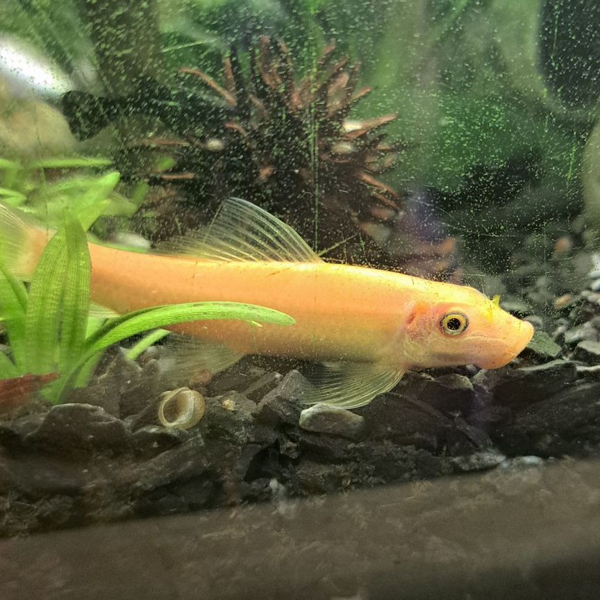 Гиринохейлус