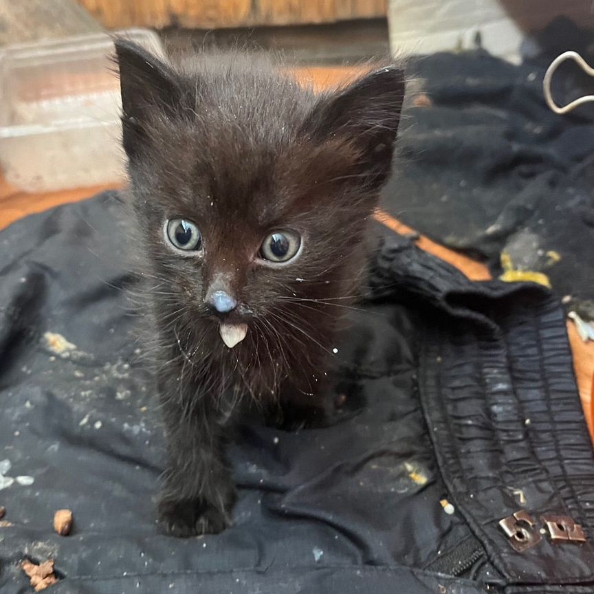 Котёнок в добрые руки