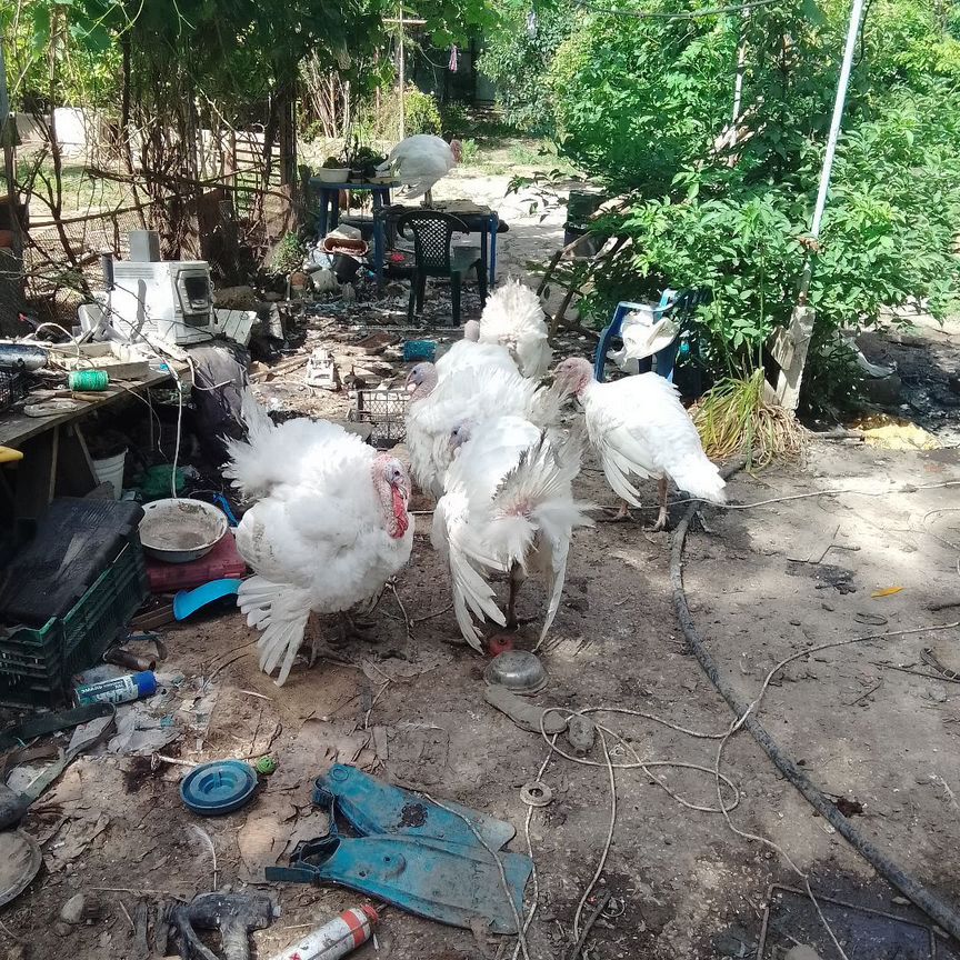 Мясо индюка