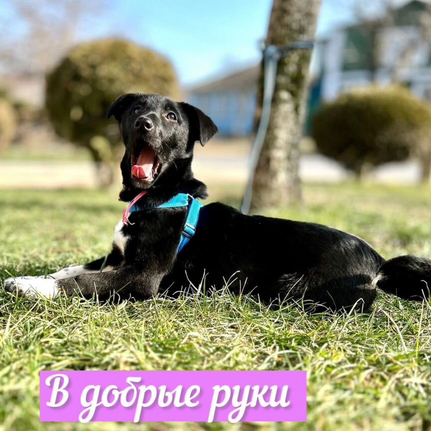 Собака в добрые руки