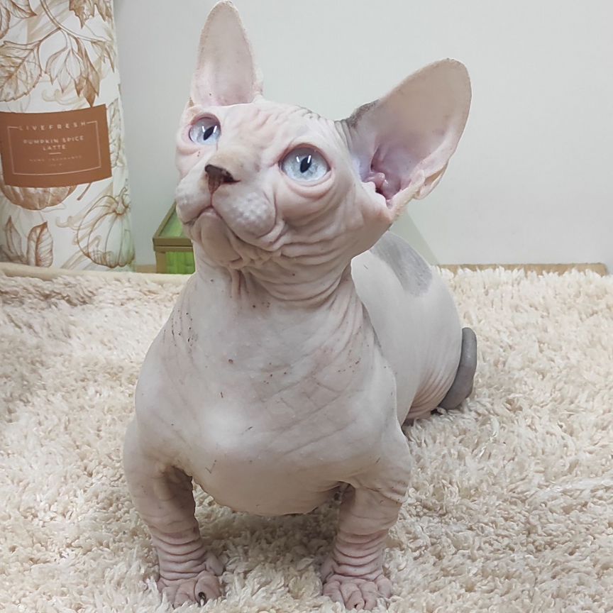 Канадский сфинкс котёнок