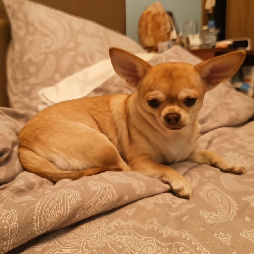 Чихуахуа, взрослая собака