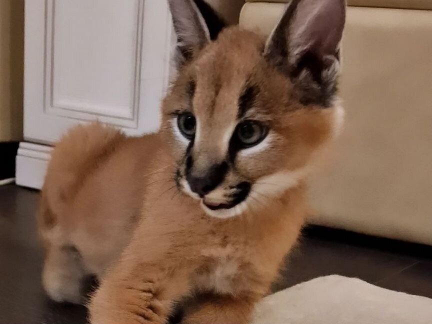 Кошка каракет ф0