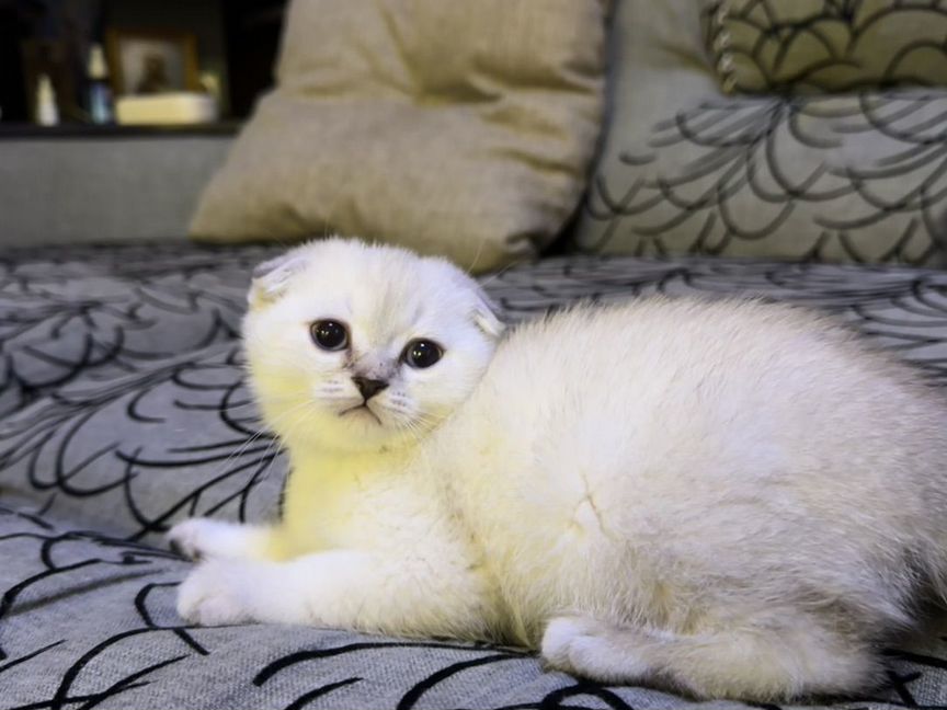 Шотландские котята