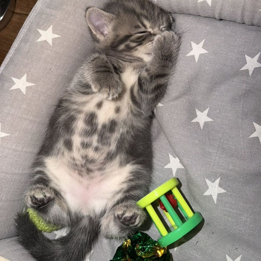 Британский короткошёрстный котёнок