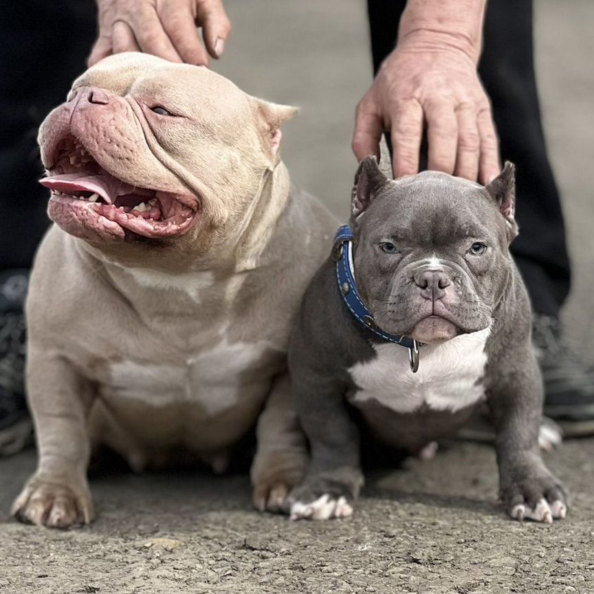 Американский булли, щенок