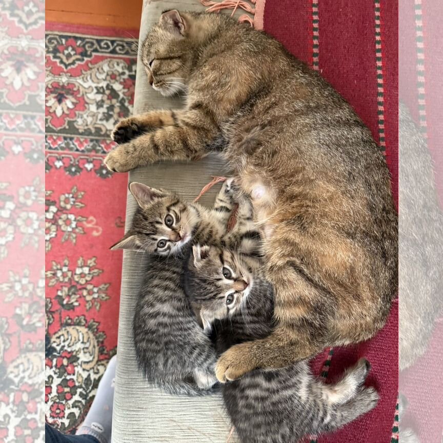 Шотландский вислоухий длинношёрстный котёнок