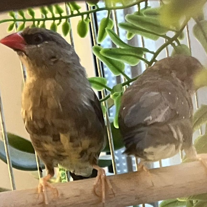 Тигровый астрильд