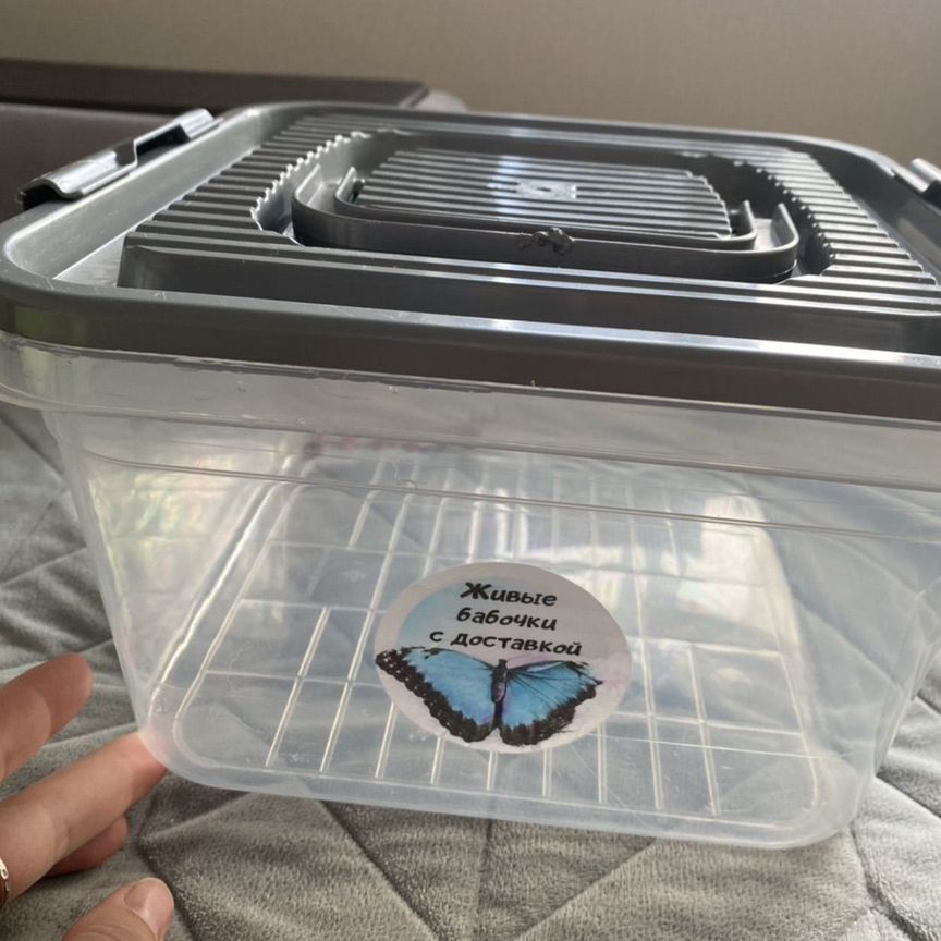 Продам бабочкарий (контейнер)