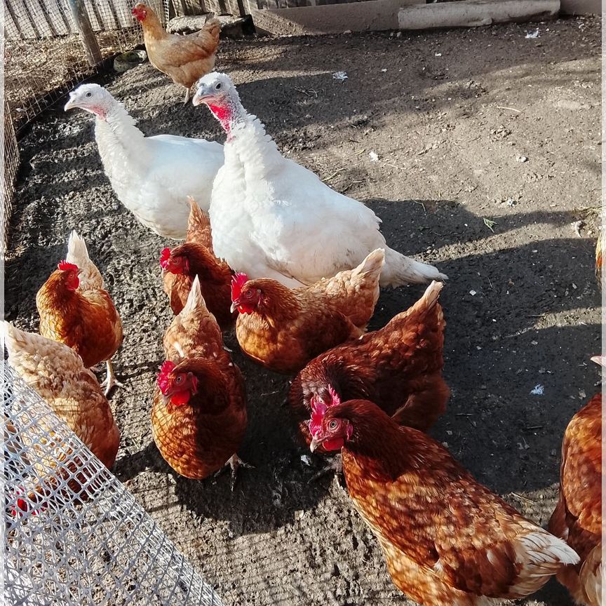 Куры несушки продам