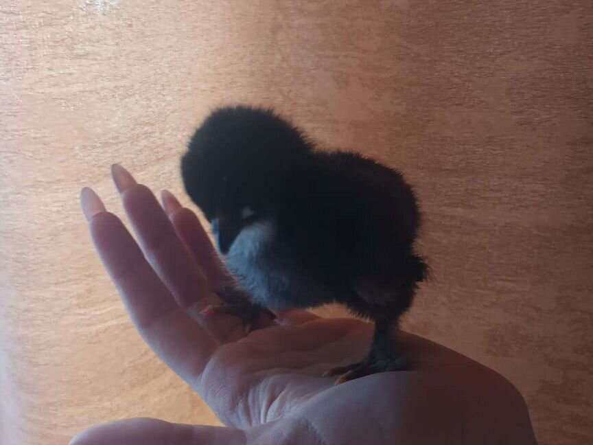 Цыплята Брама